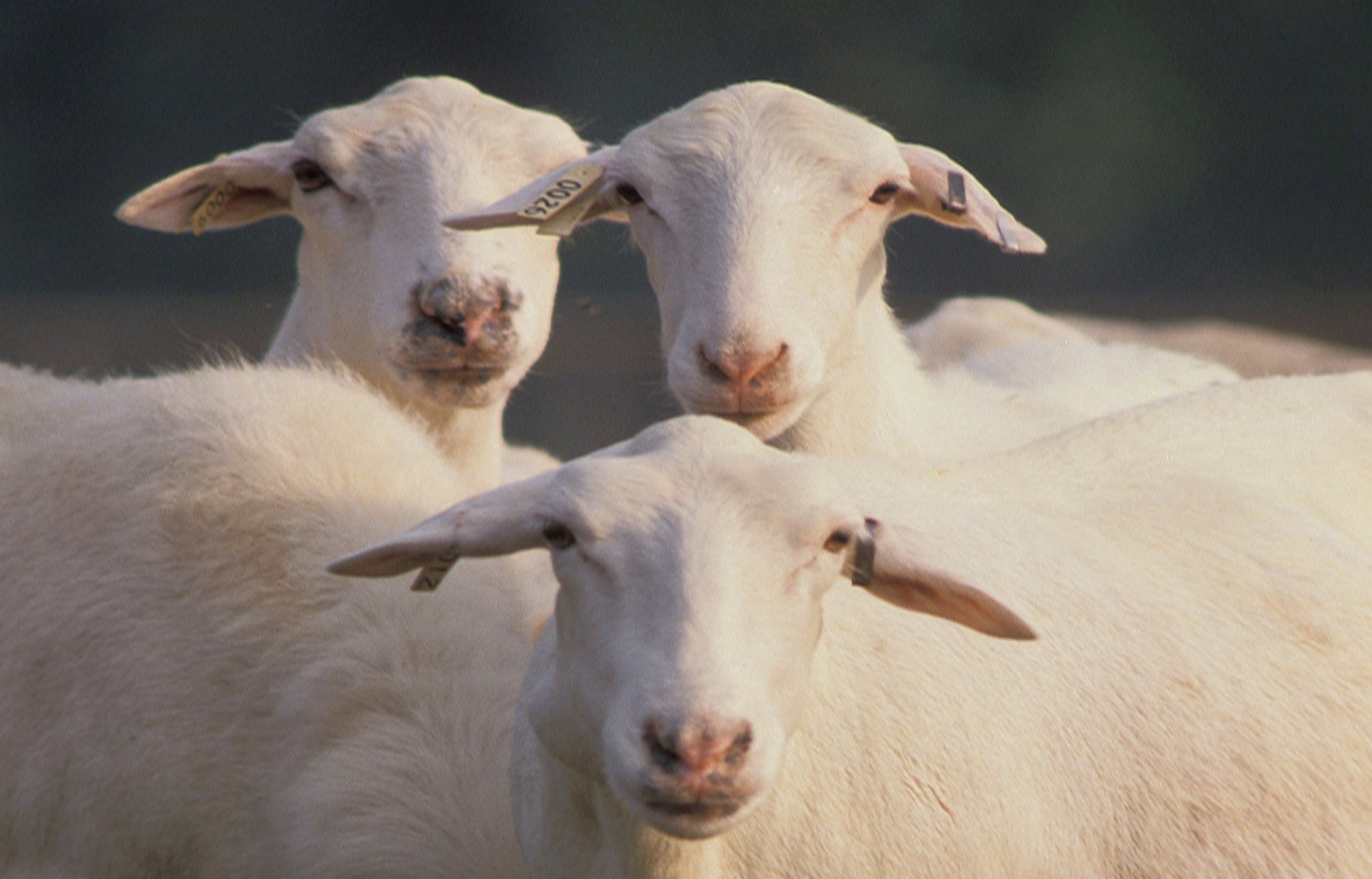 First Steps in Christ │ Step Ten │ Discipleship │ Christ Assembly